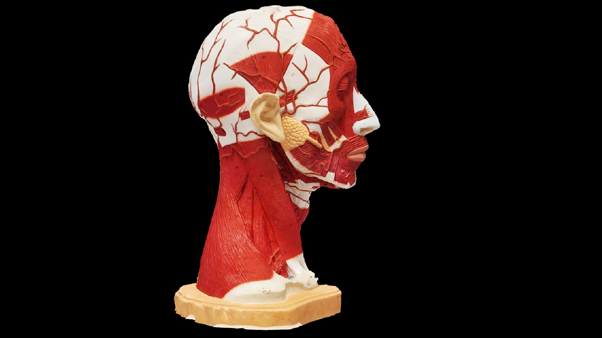 3D Human Head Muscles Model - TurboSquid 1719256