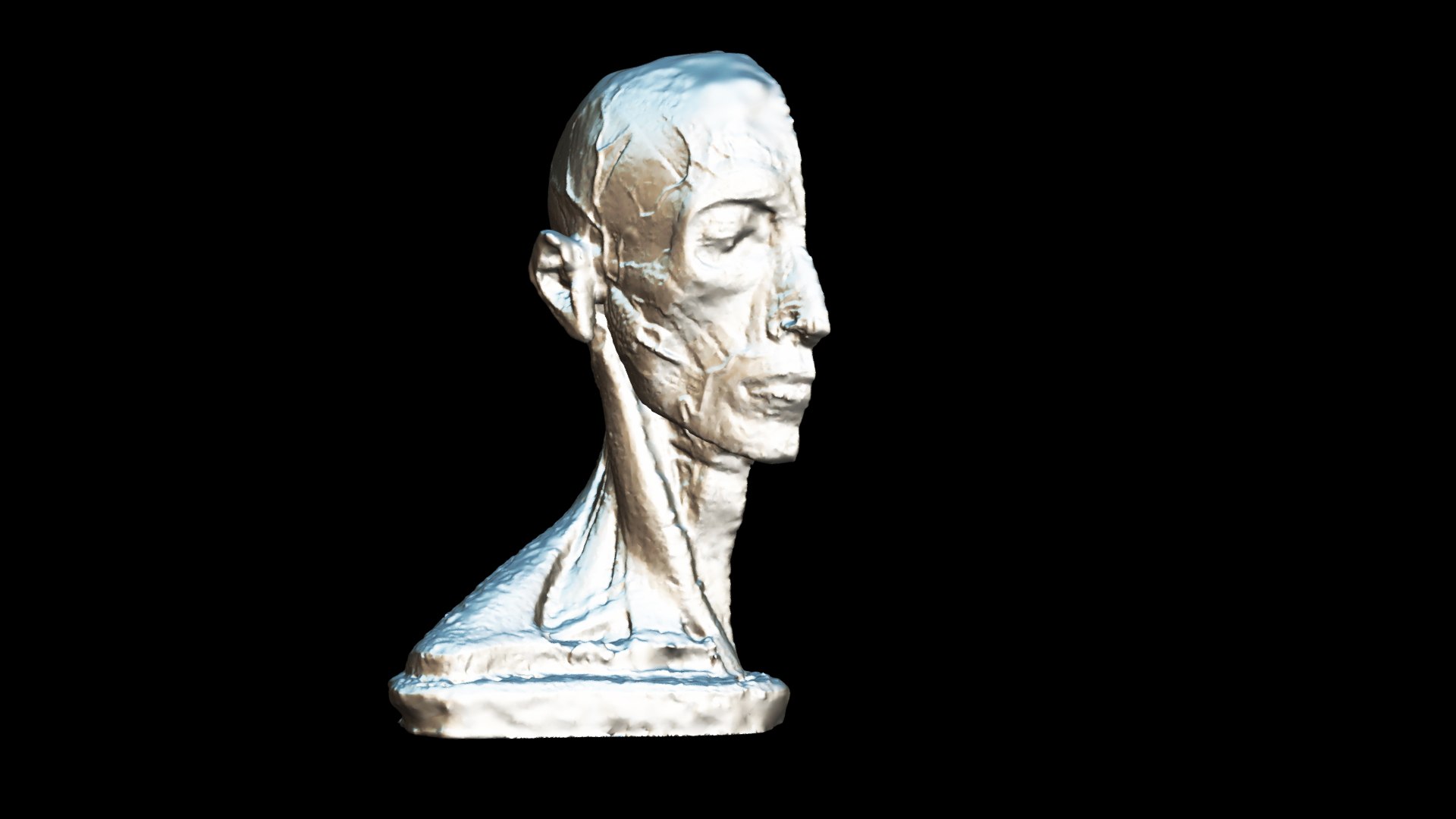 3D Human Head Muscles Model - TurboSquid 1719256