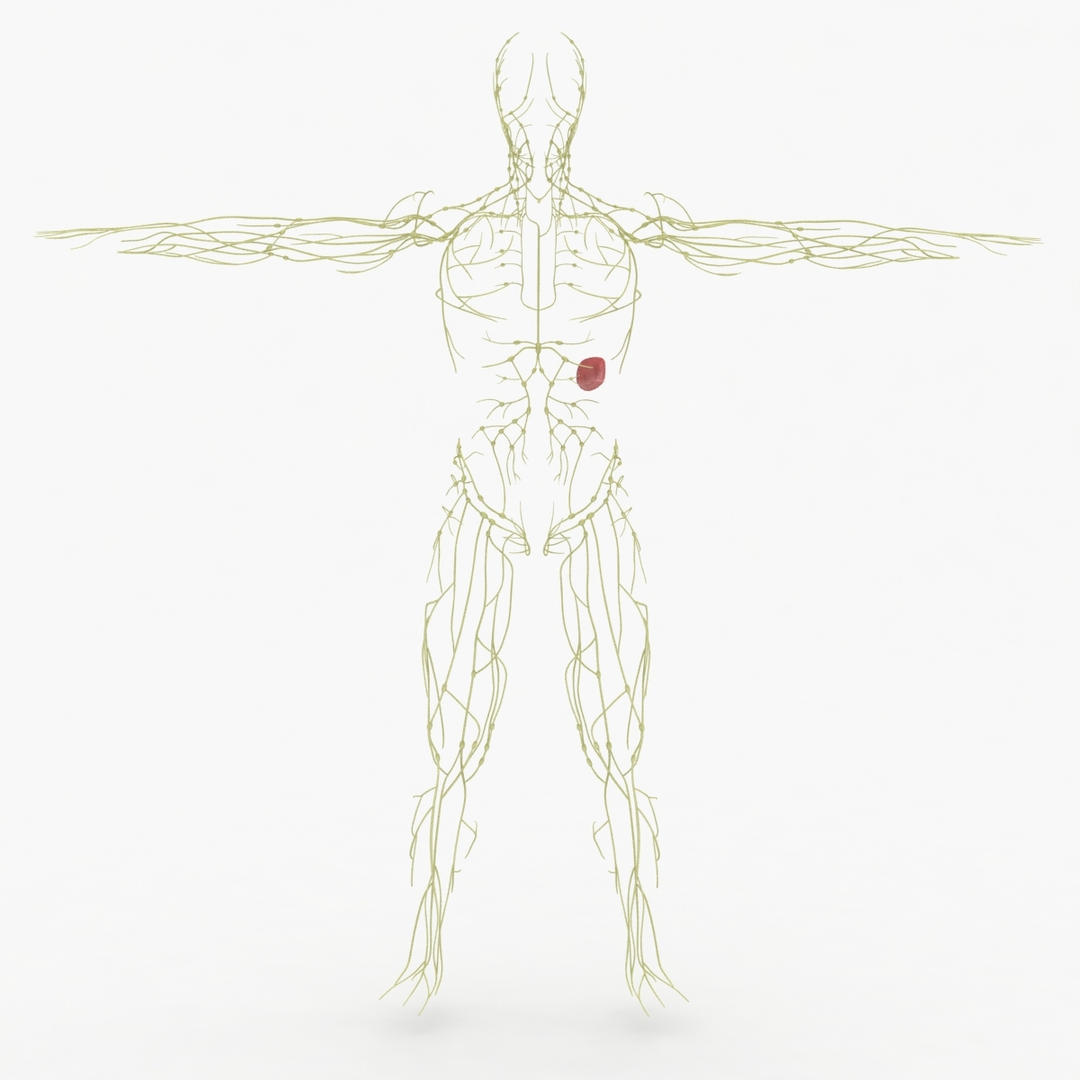 3ds Max Human Lymphatic