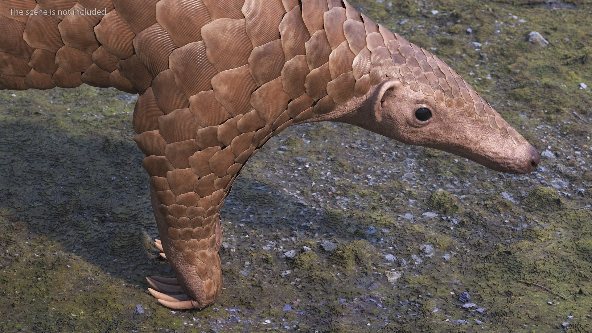 3D Pangolin Rigged - TurboSquid 2218392