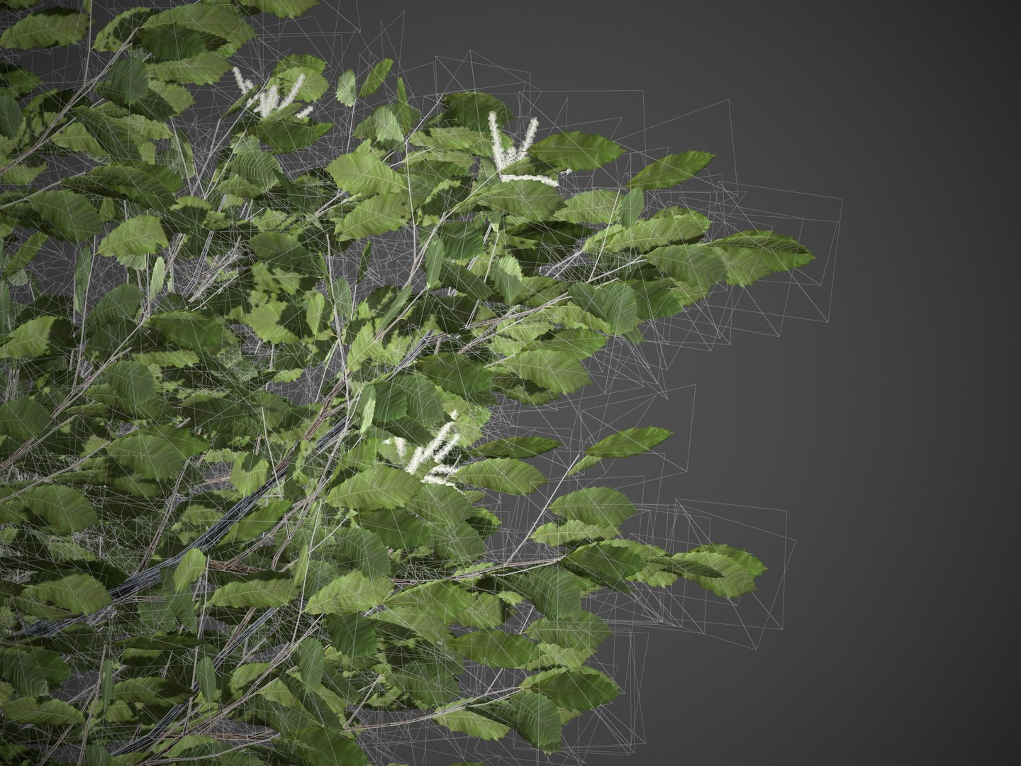 3D 2021 PBR Chestnut Collection - Castanea Sativa model - TurboSquid ...