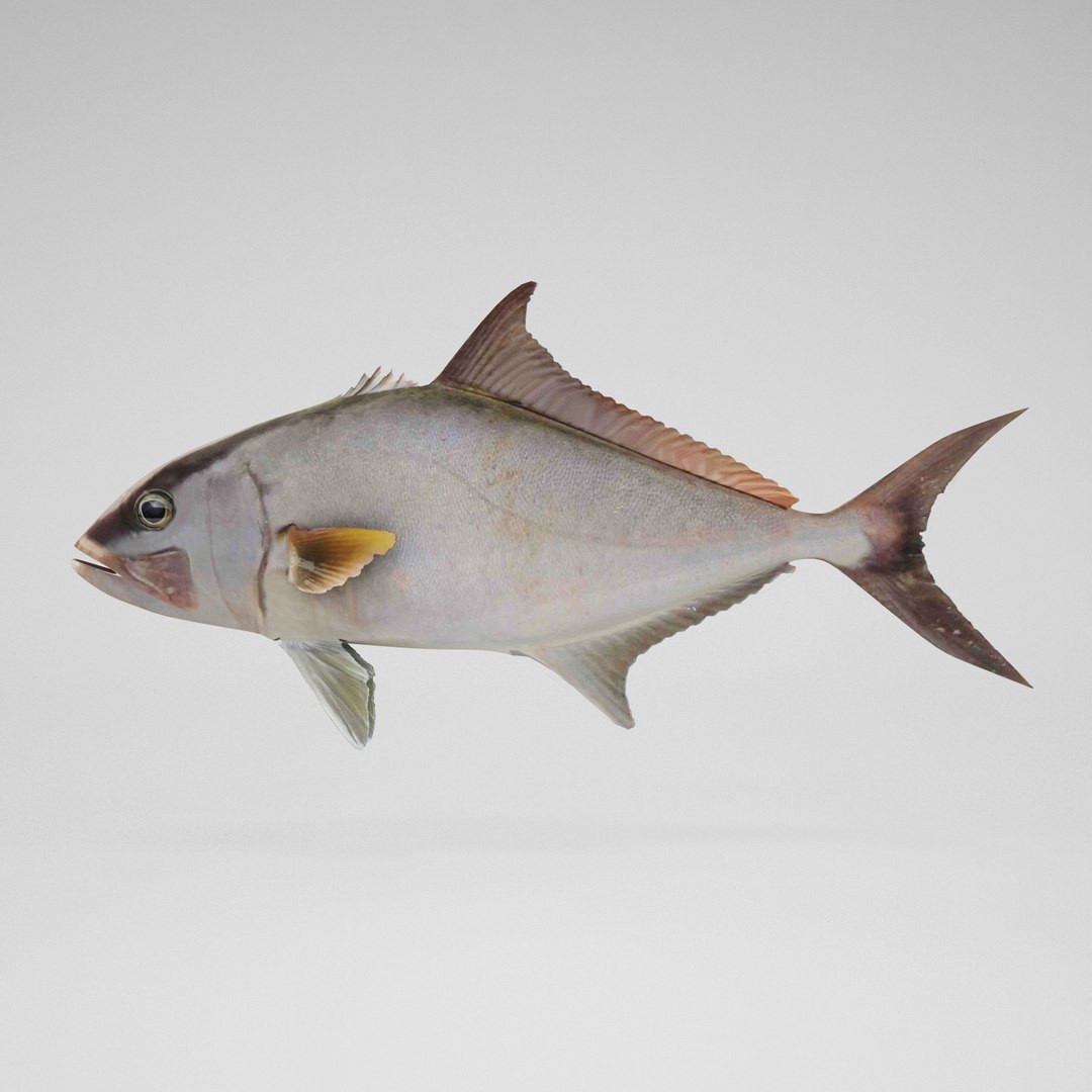 Amberjack Amber Jack 3ds