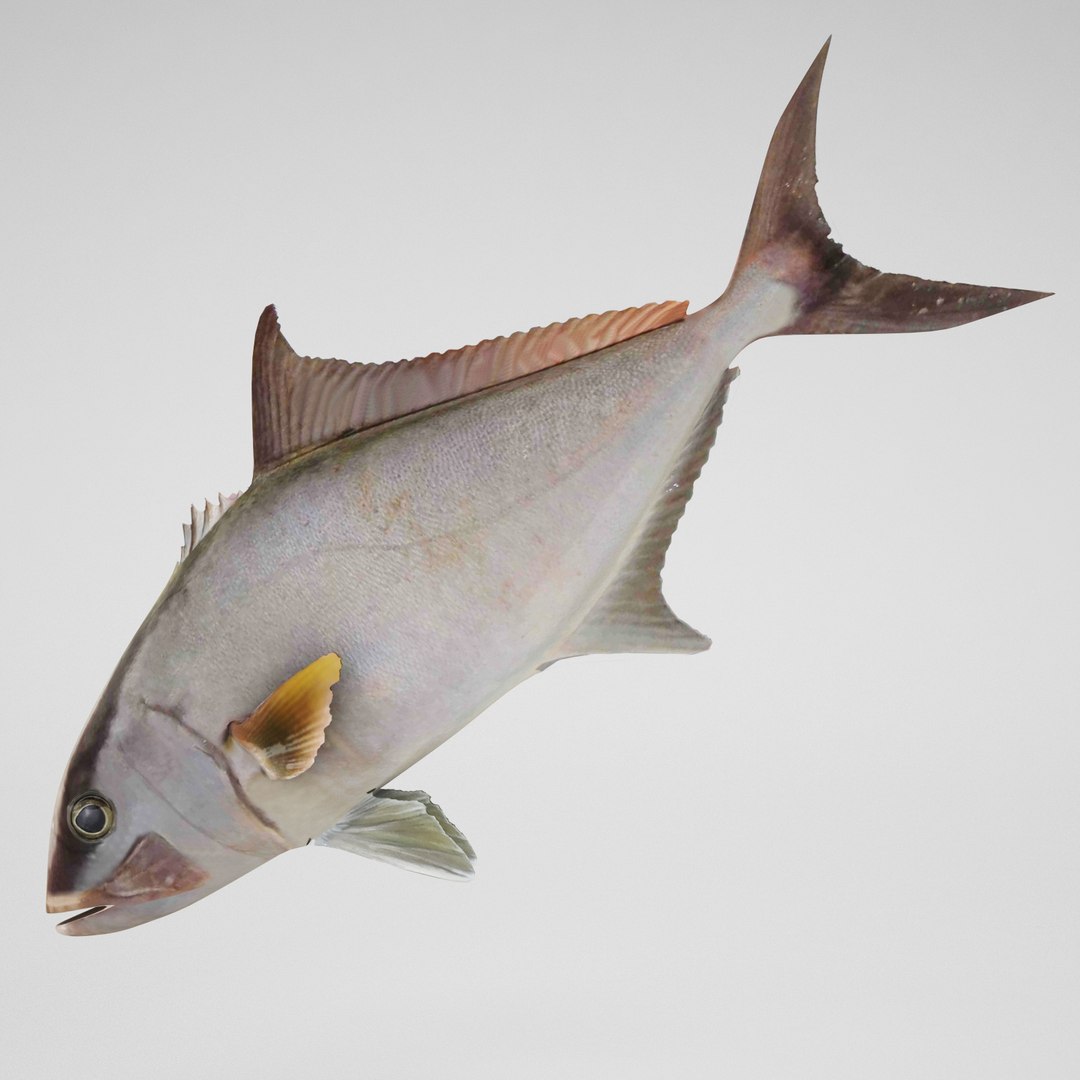 Amberjack Amber Jack 3ds