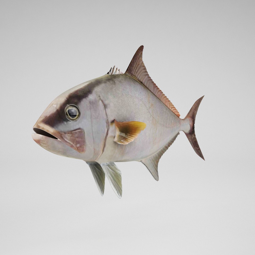 Amberjack Amber Jack 3ds