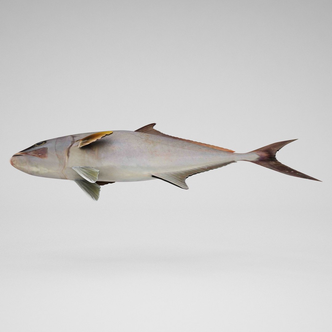 Amberjack Amber Jack 3ds
