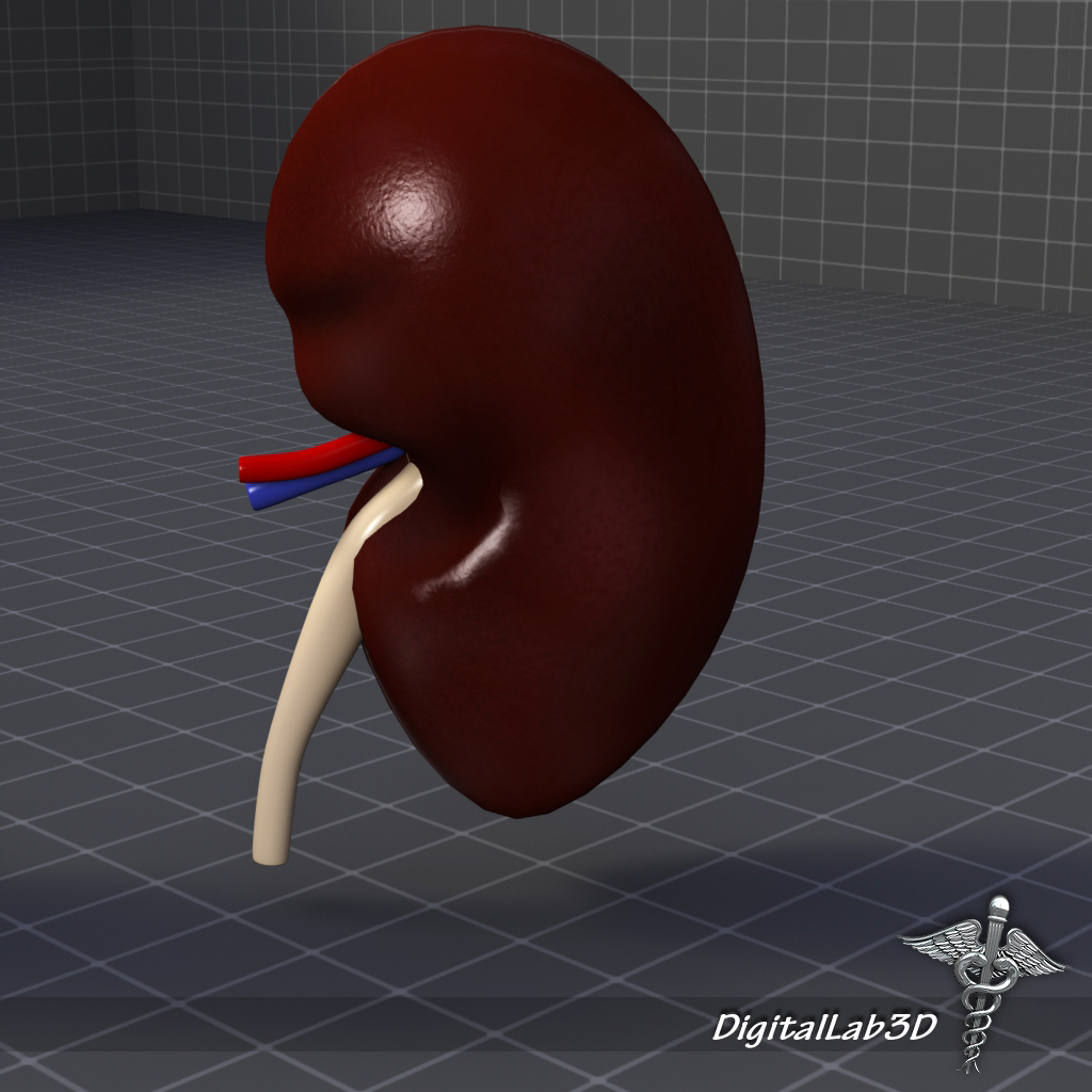 human kidney anatomy organs 3d model