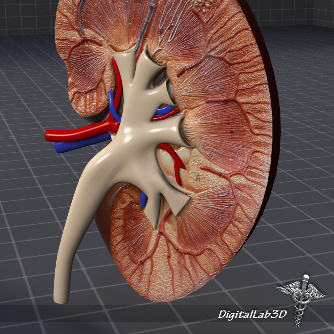 human kidney anatomy organs 3d model