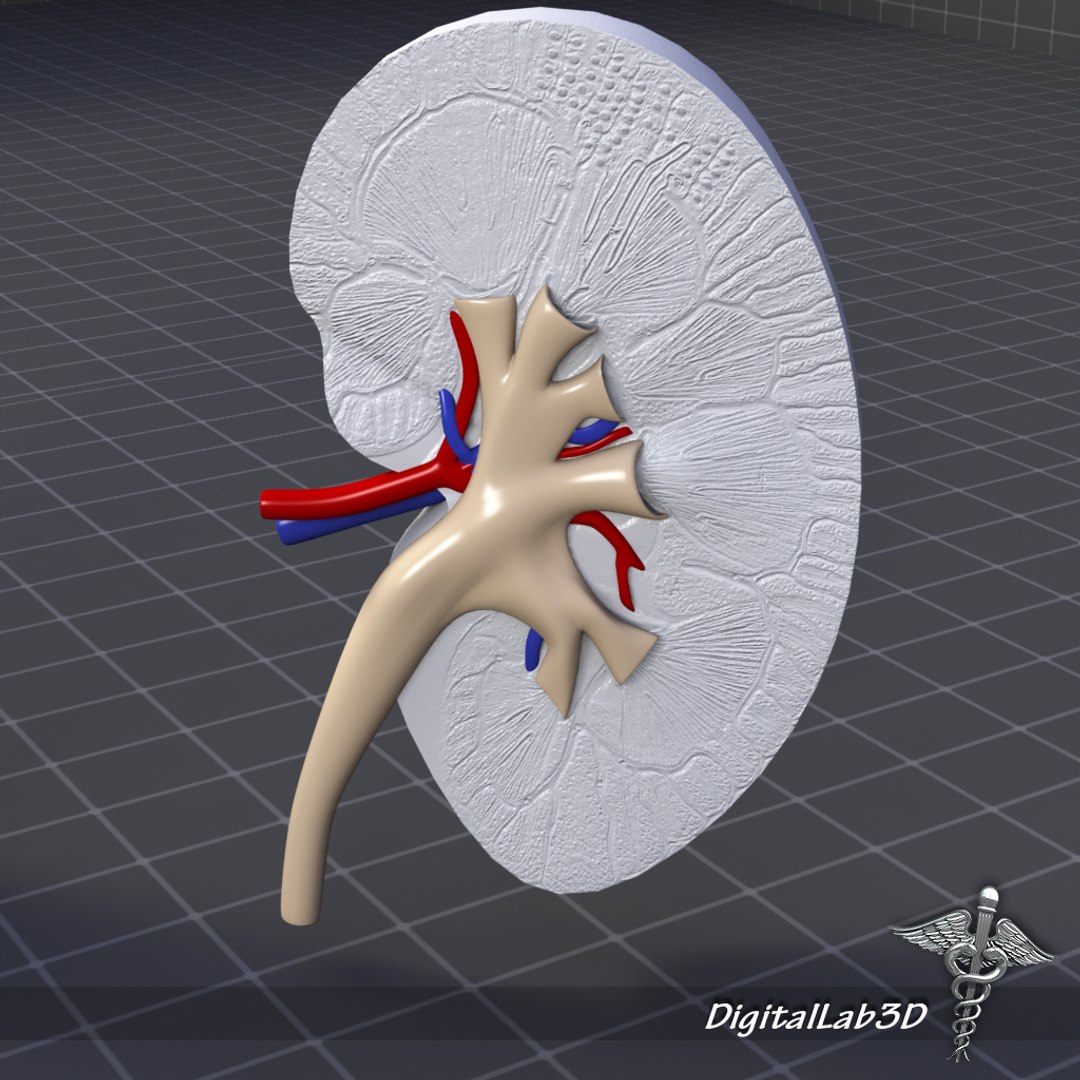 Human Kidney Anatomy Organs 3d Model