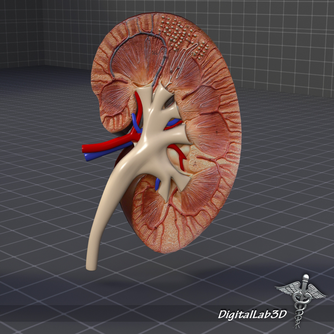 human kidney anatomy organs 3d model