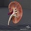 Human Kidney Anatomy Organs 3d Model