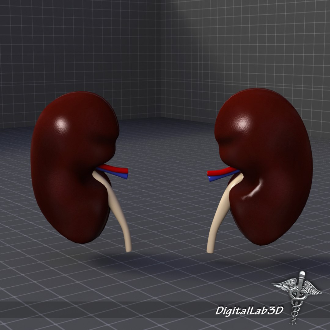 Human Kidney Anatomy Organs 3d Model