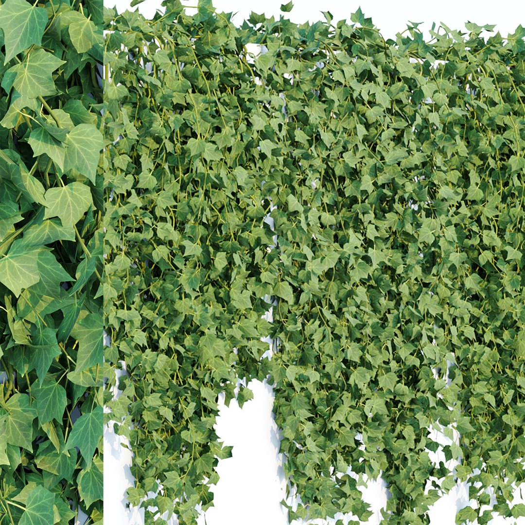 Hanging Ivy Vol 49 3D - TurboSquid 1955938