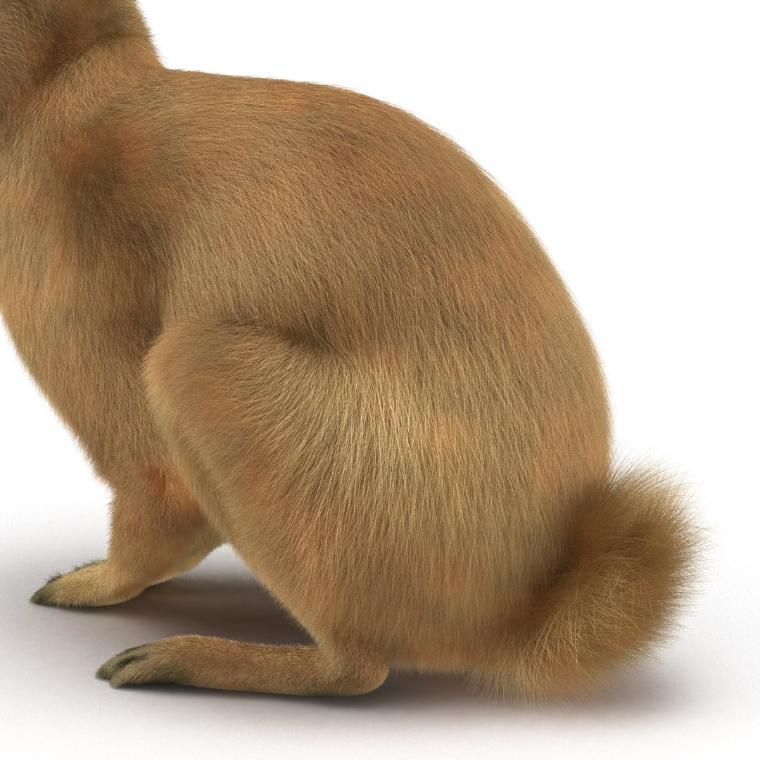 3d rabbit pose 3 model
