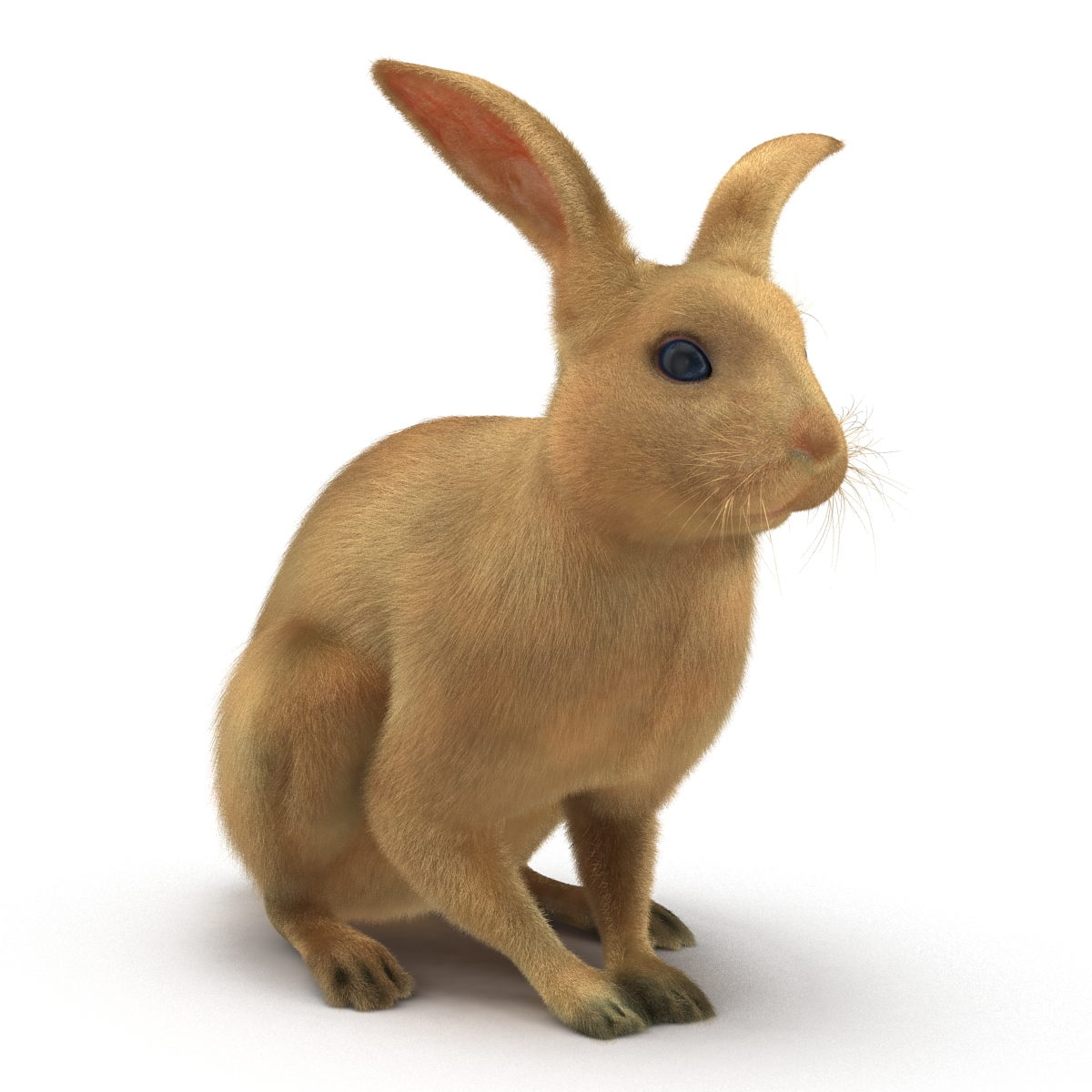 3d rabbit pose 3 model
