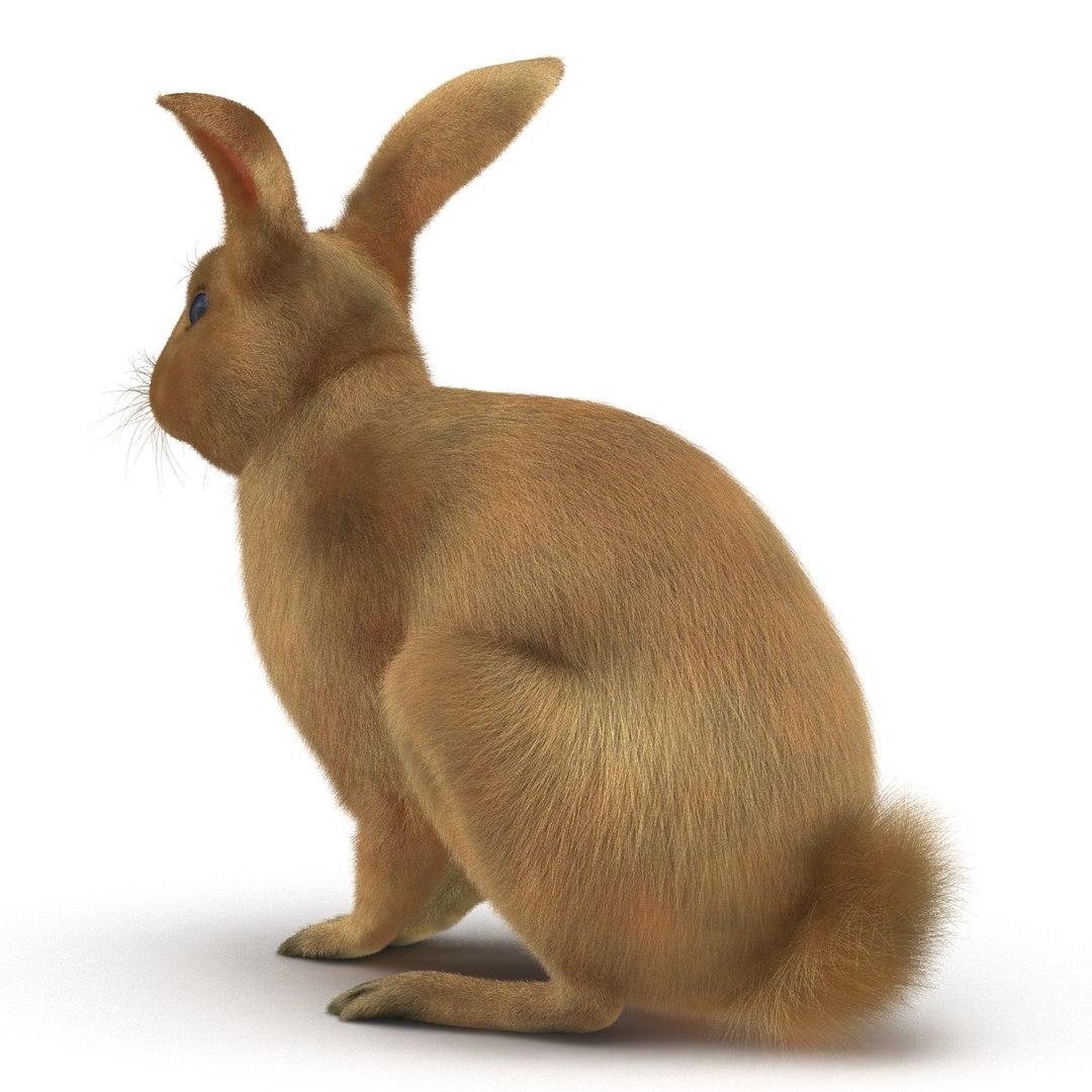 3d Rabbit Pose 3 Model