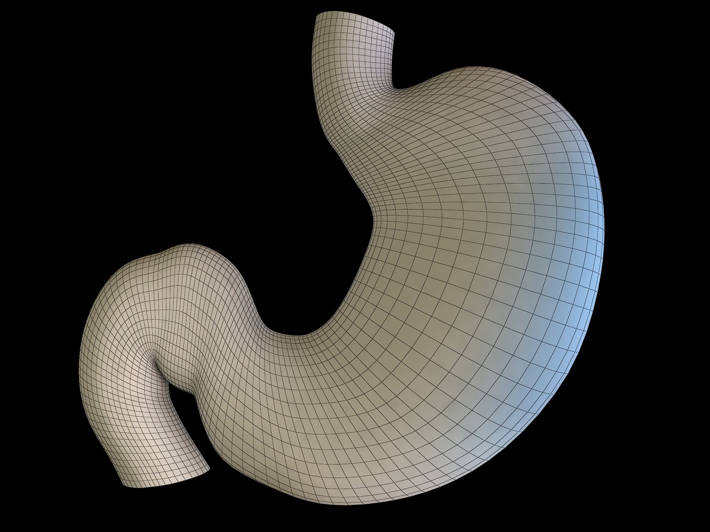 Stomach Medical 3d Model