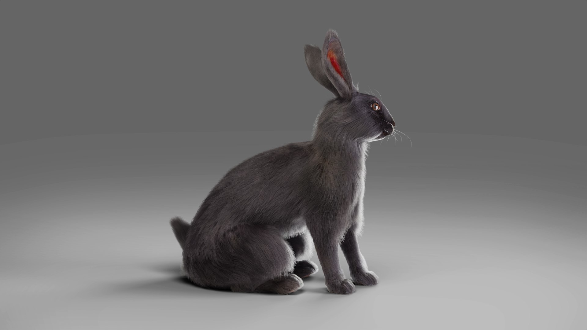 3D Fur Rabbit Gray V02 Rigged - TurboSquid 1927346