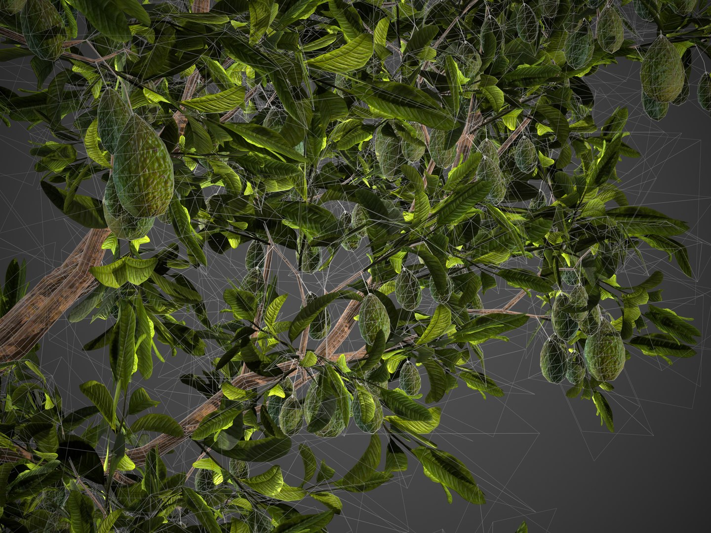2021 PBR Avocado Tree Collection - Persea Americana 3D Model ...
