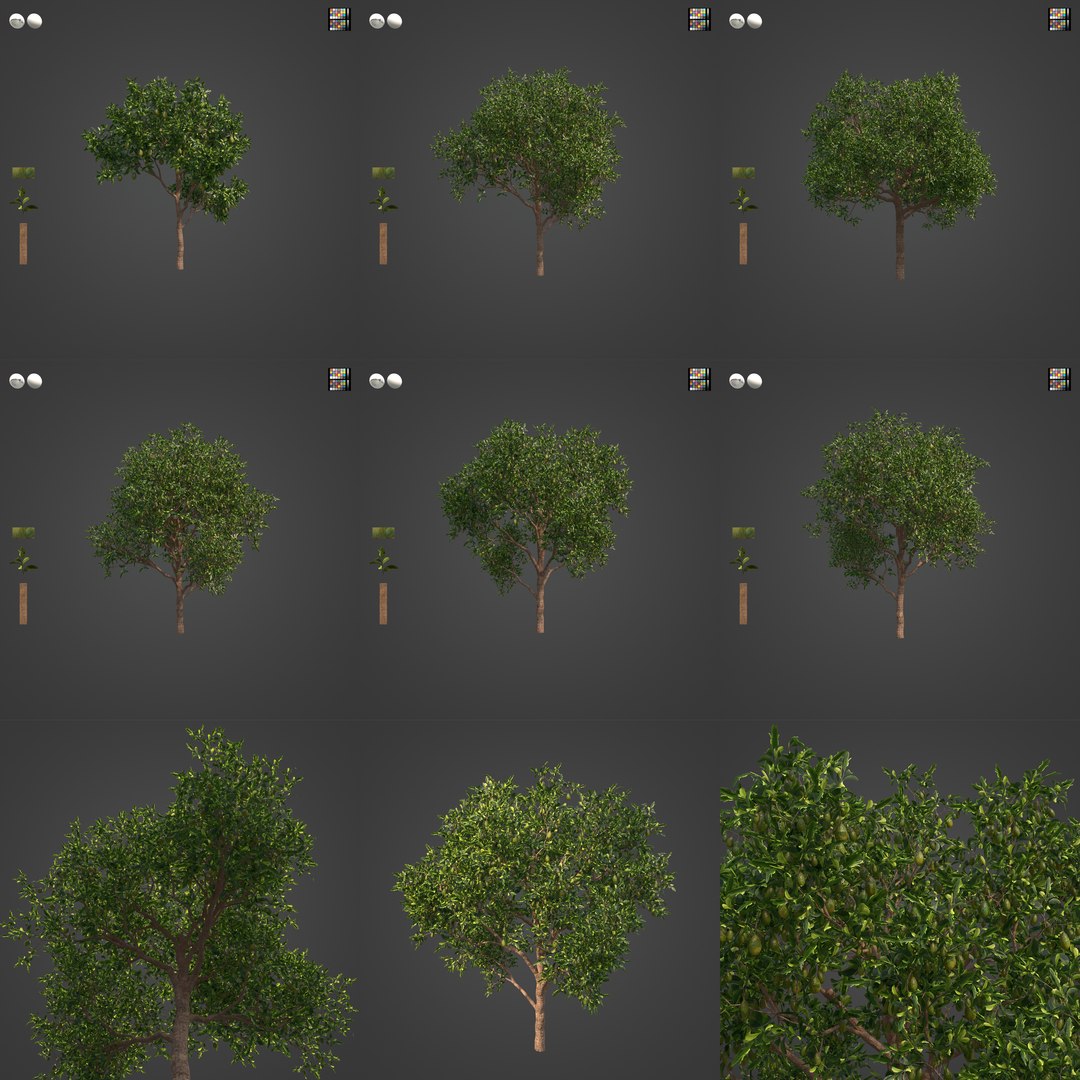 2021 PBR Avocado Tree Collection - Persea Americana 3D Model ...