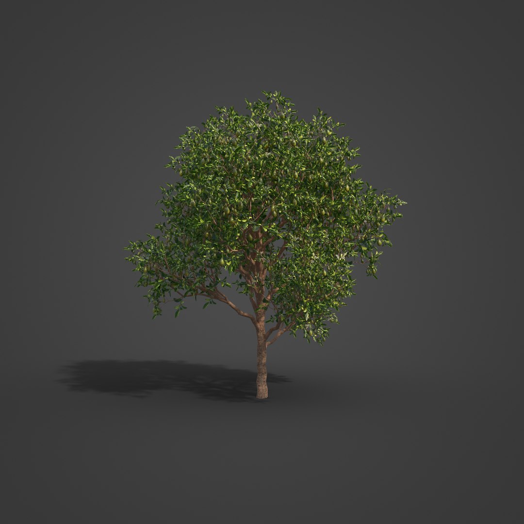 2021 PBR Avocado Tree Collection - Persea Americana 3D Model ...