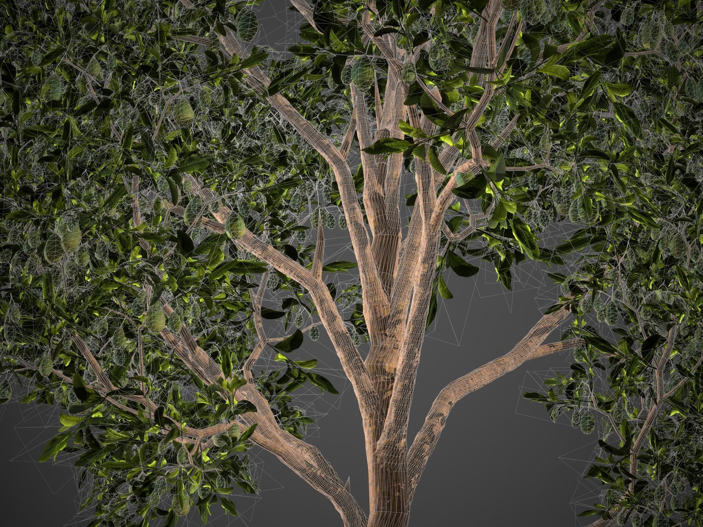 2021 PBR Avocado Tree Collection - Persea Americana 3D Model ...