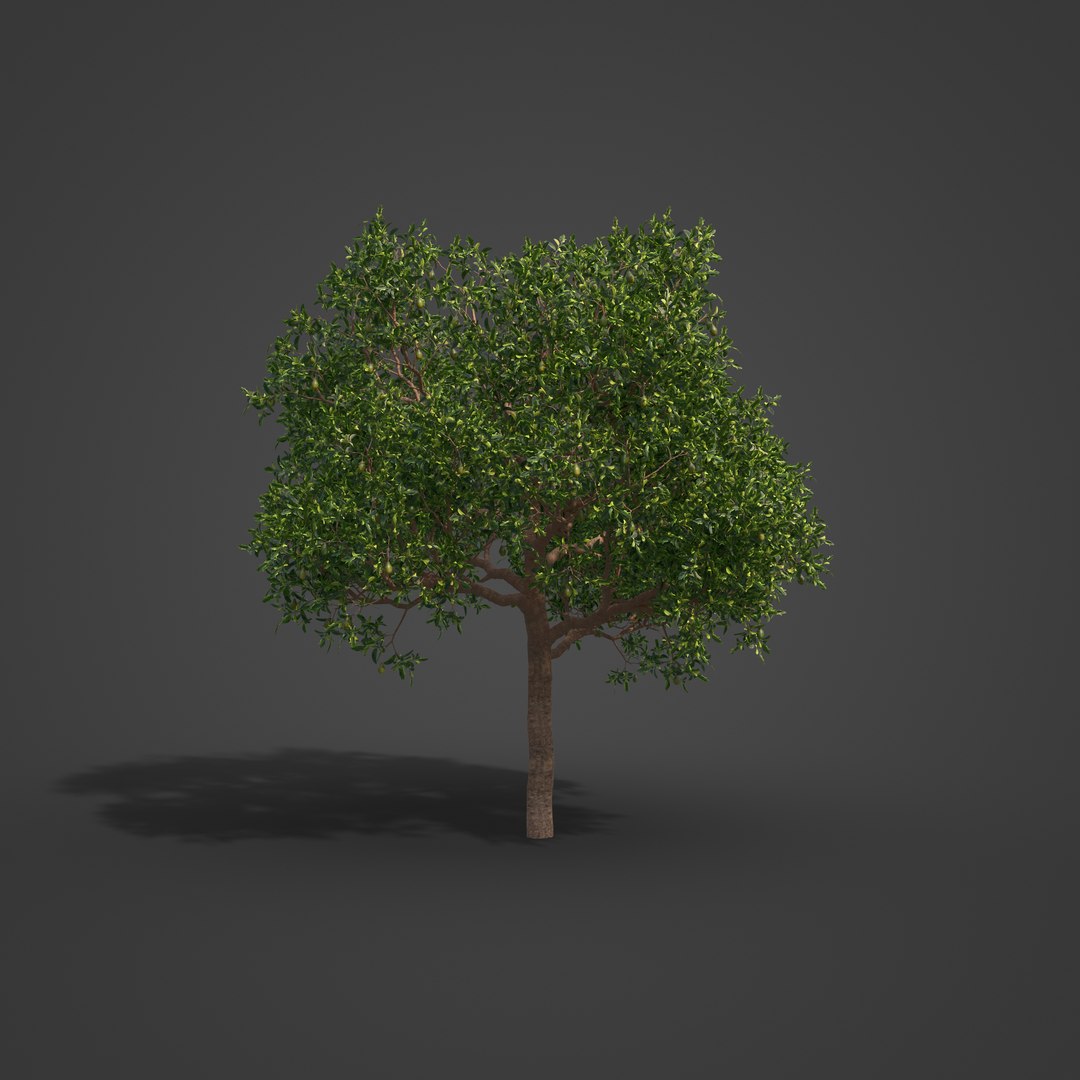 2021 PBR Avocado Tree Collection - Persea Americana 3D Model ...