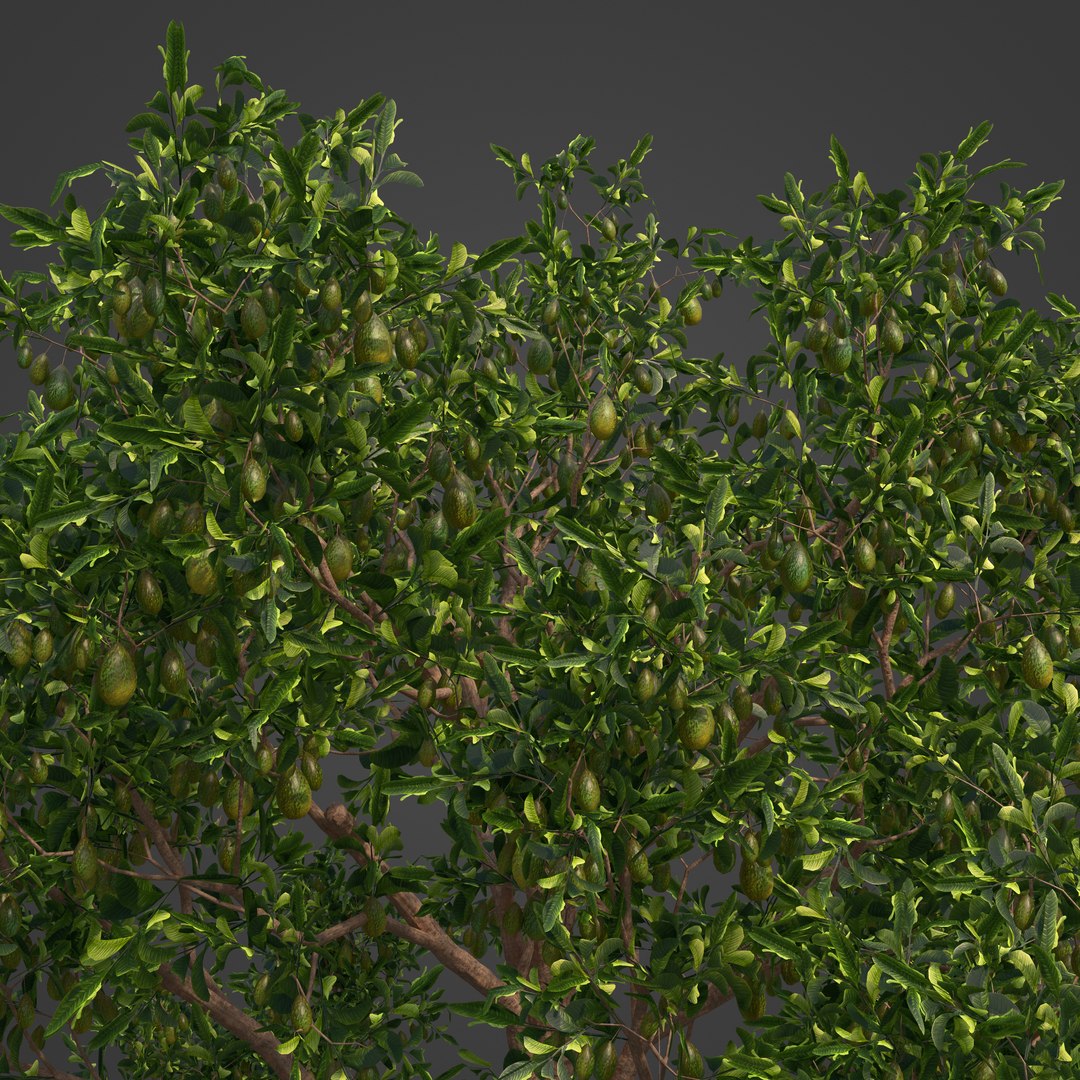 2021 PBR Avocado Tree Collection - Persea Americana 3D Model ...
