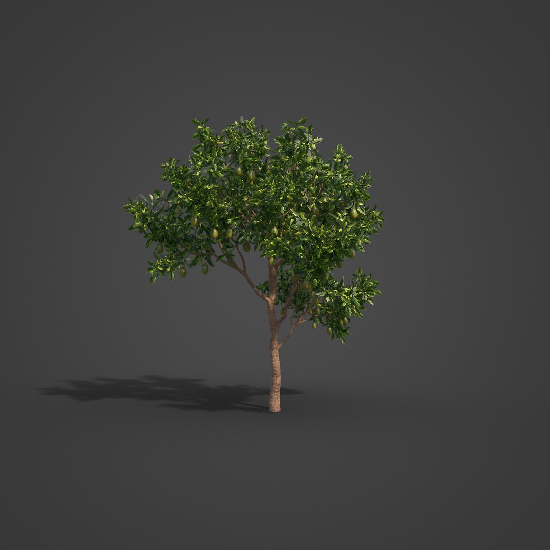 2021 PBR Avocado Tree Collection - Persea Americana 3D Model ...
