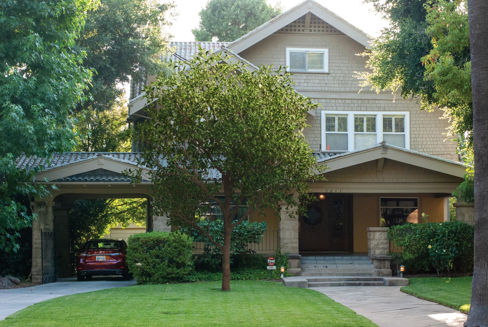 2021 PBR Avocado Tree Collection - Persea Americana 3D Model ...