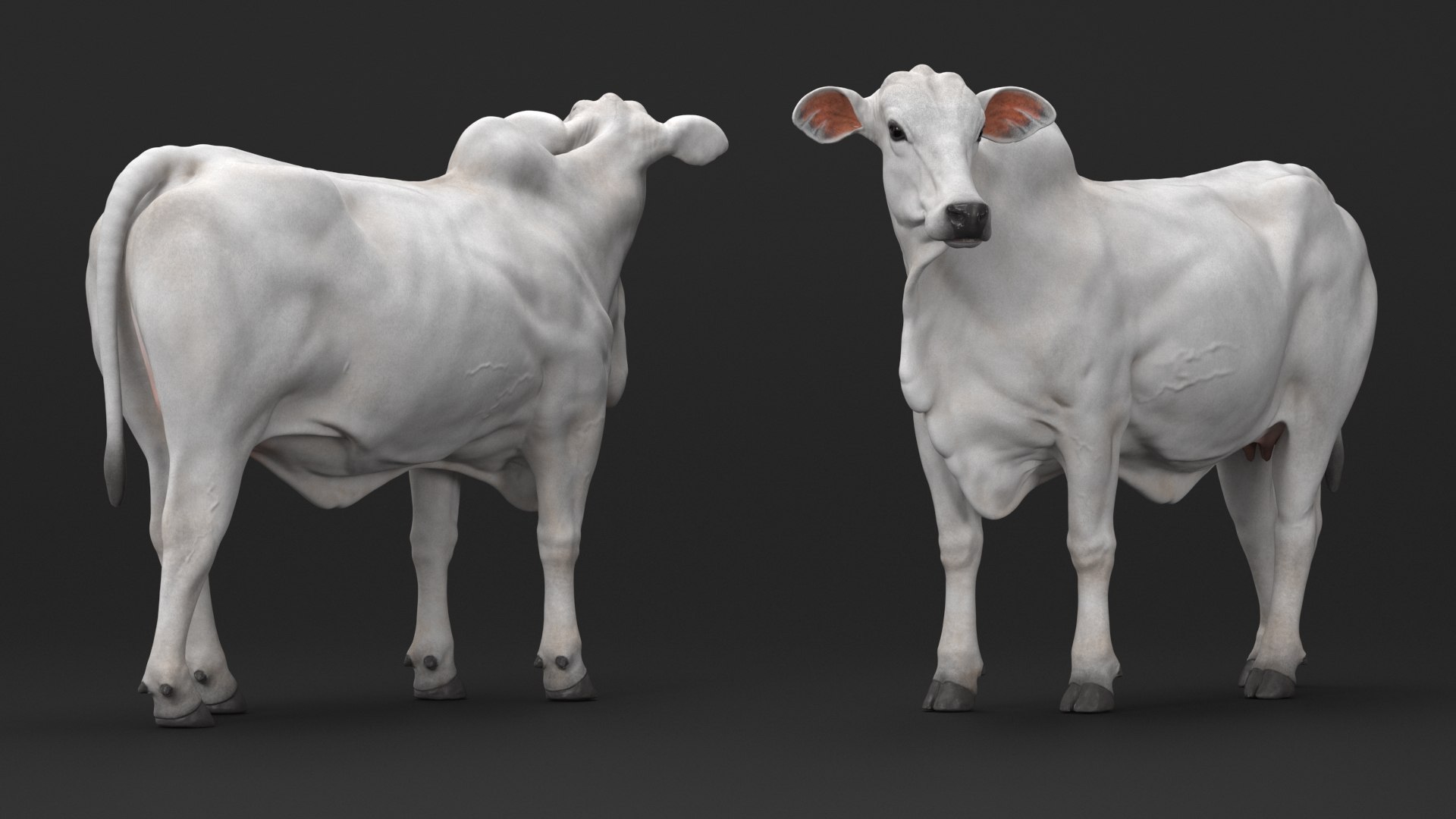 White Cow Female Looking 3D Model - TurboSquid 2316353