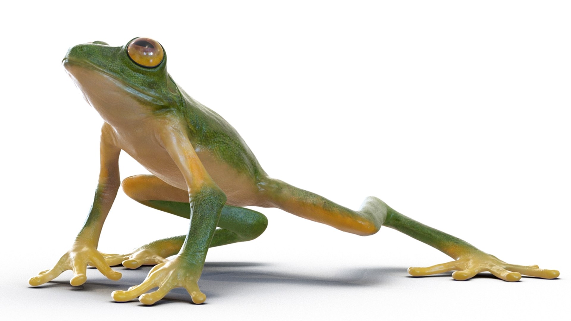 Realistic Tree Frog Rigged For Cinema 4D 3D Model - TurboSquid 2342356