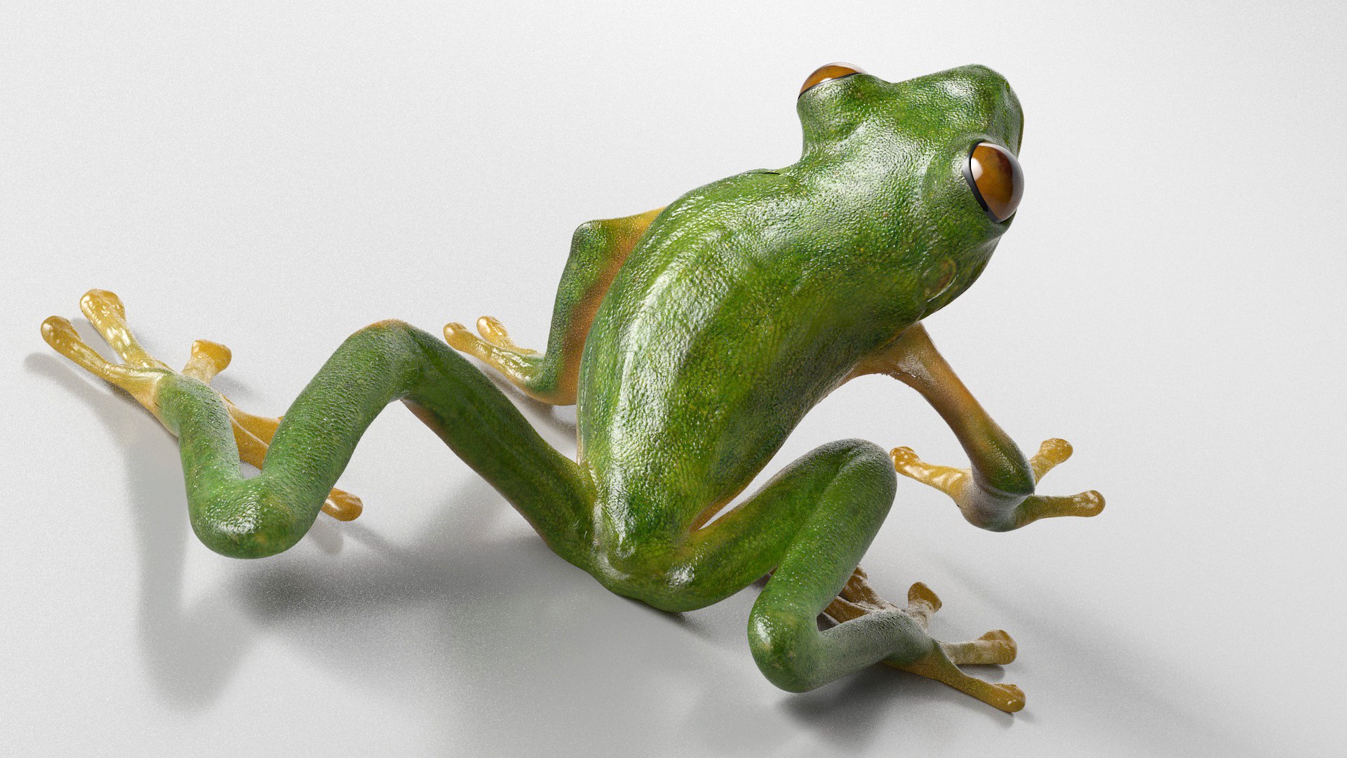 Realistic Tree Frog Rigged For Cinema 4D 3D Model - TurboSquid 2342356