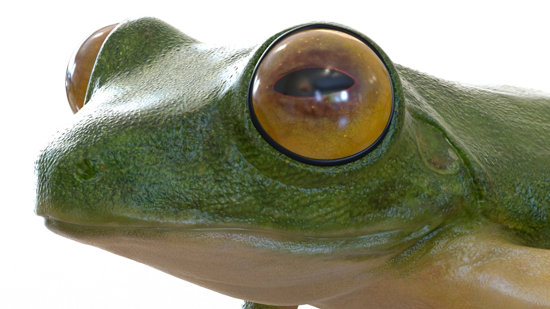 Realistic Tree Frog Rigged For Cinema 4D 3D Model - TurboSquid 2342356