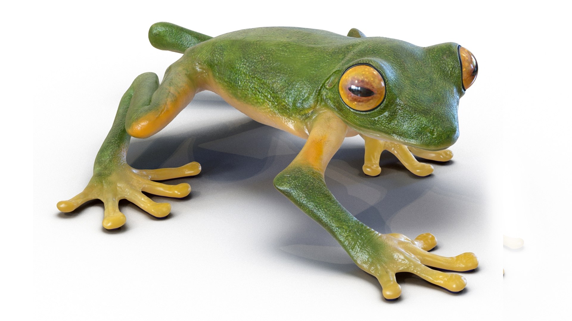 Realistic Tree Frog Rigged For Cinema 4D 3D Model - TurboSquid 2342356