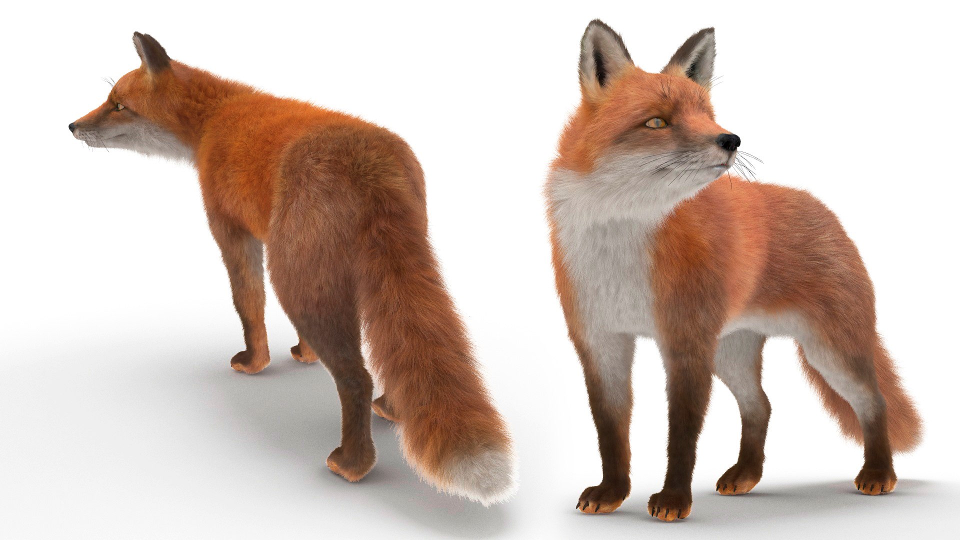 Wild Fox Idle Pose Fur 3D - TurboSquid 2183128