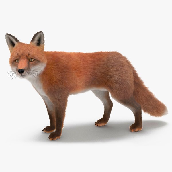 Free 3D Fox Models | TurboSquid
