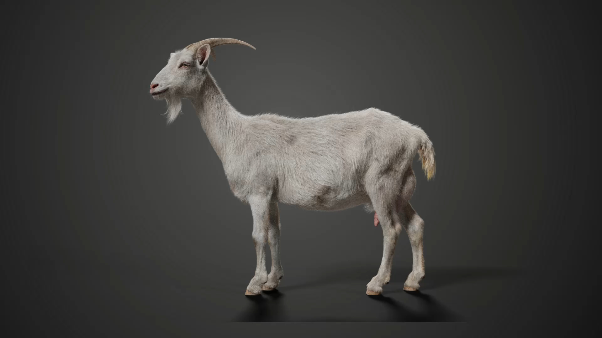 3D Model Goat 01 Animated - TurboSquid 2024543