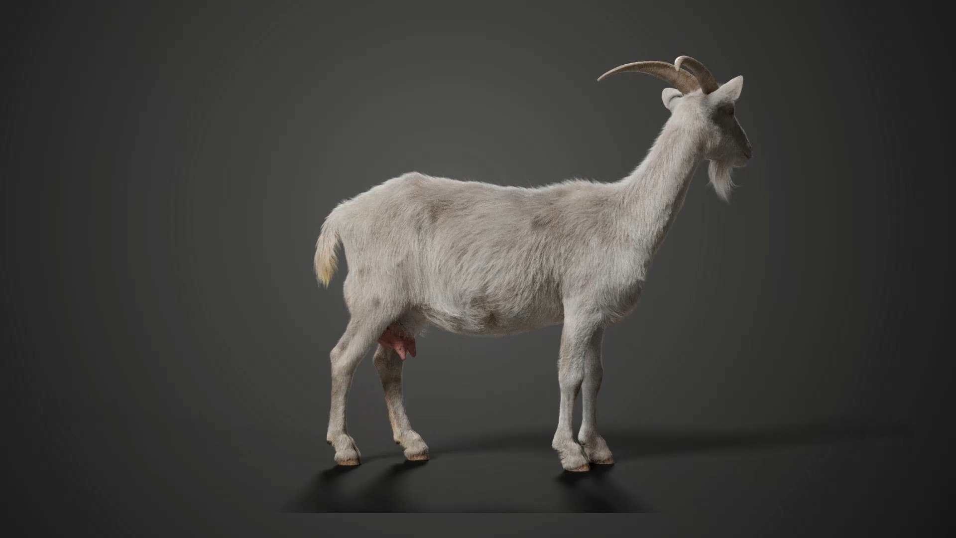 3D Model Goat 01 Animated - TurboSquid 2024543