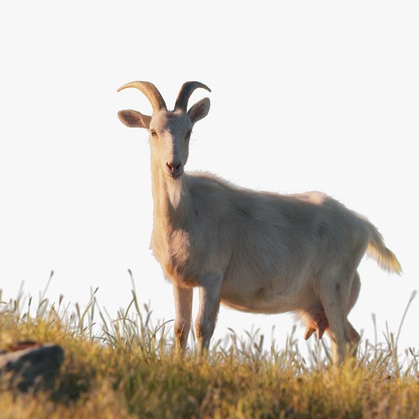 modelo 3d Goat 01 Animated - TurboSquid 2024543