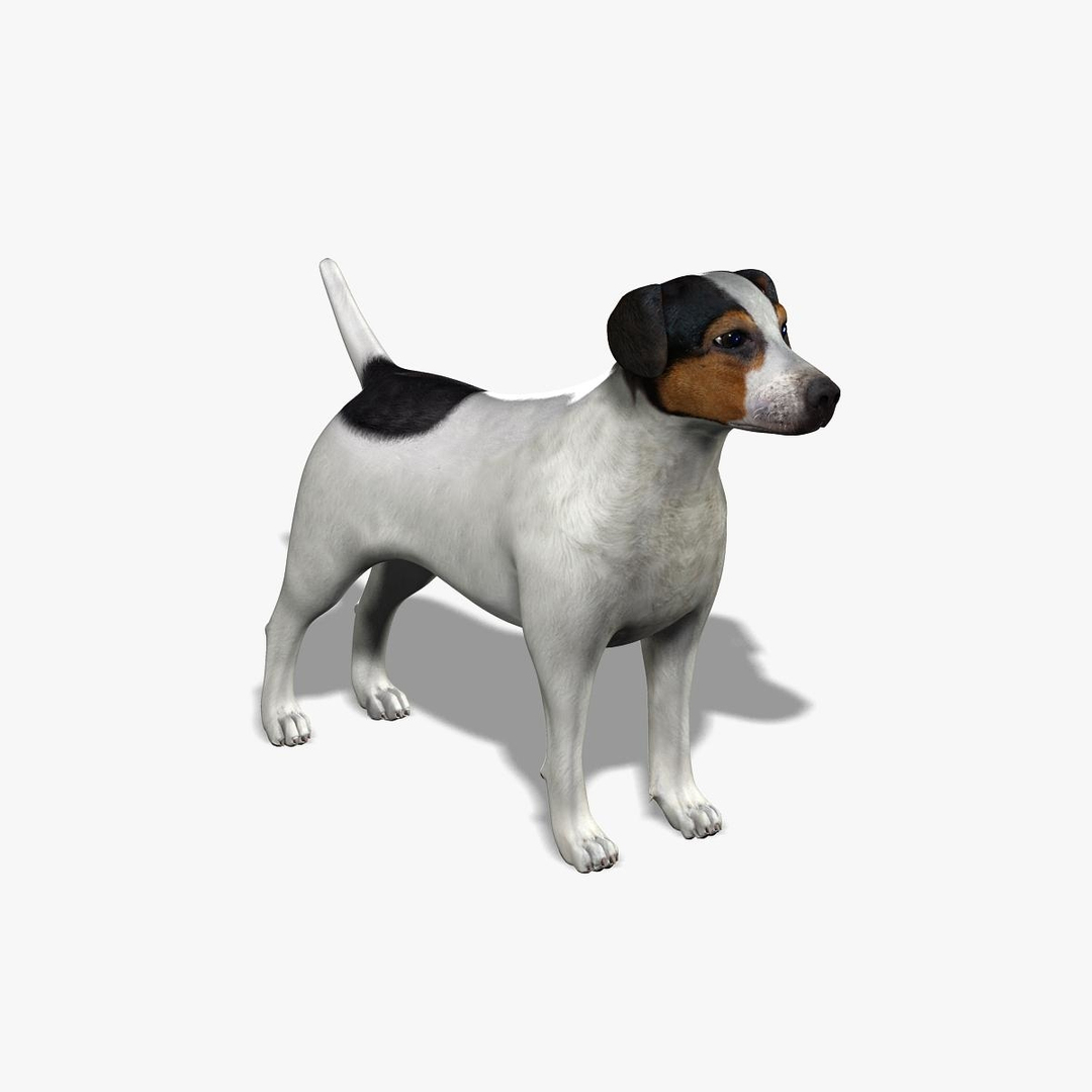 3d model jack russel terrier