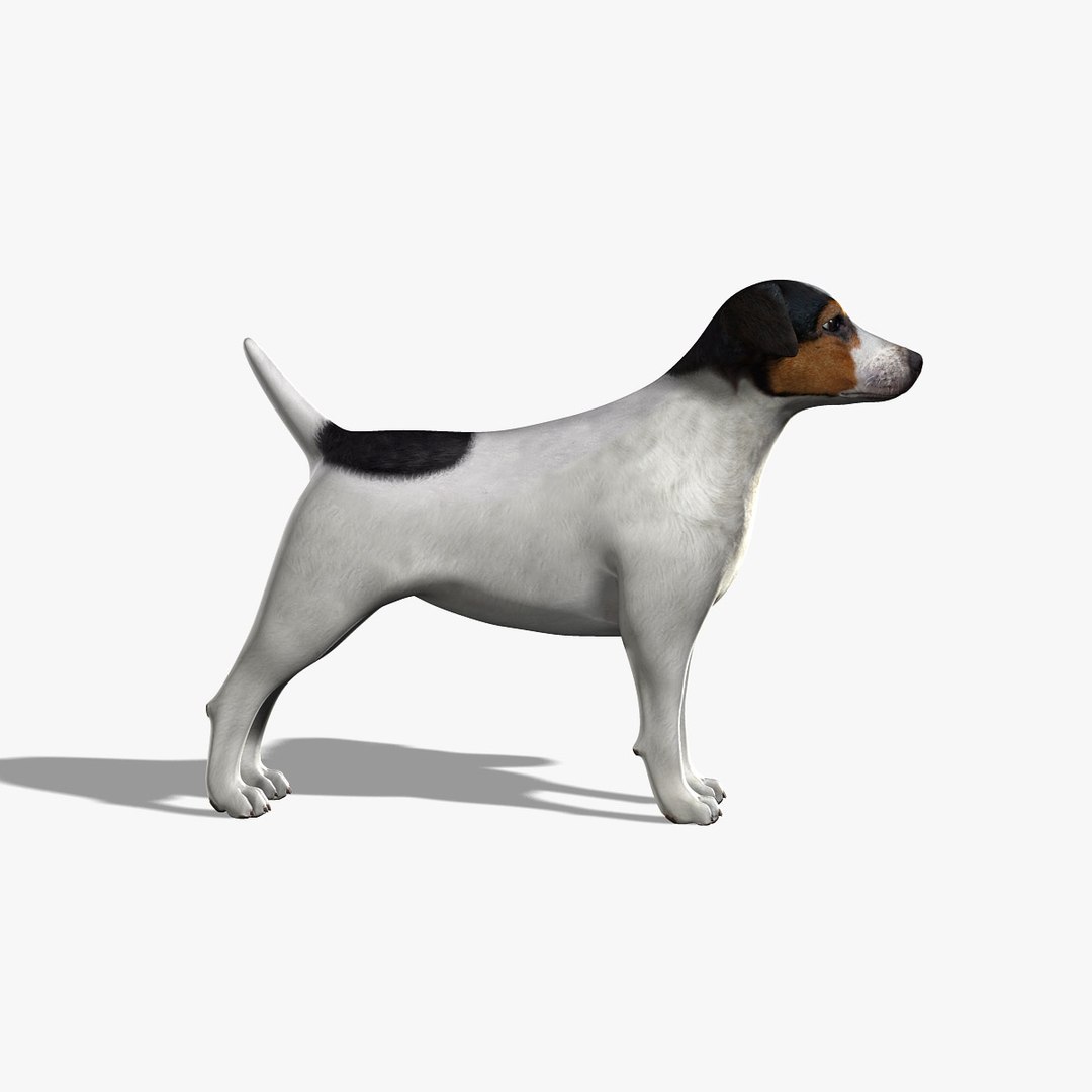 3d model jack russel terrier