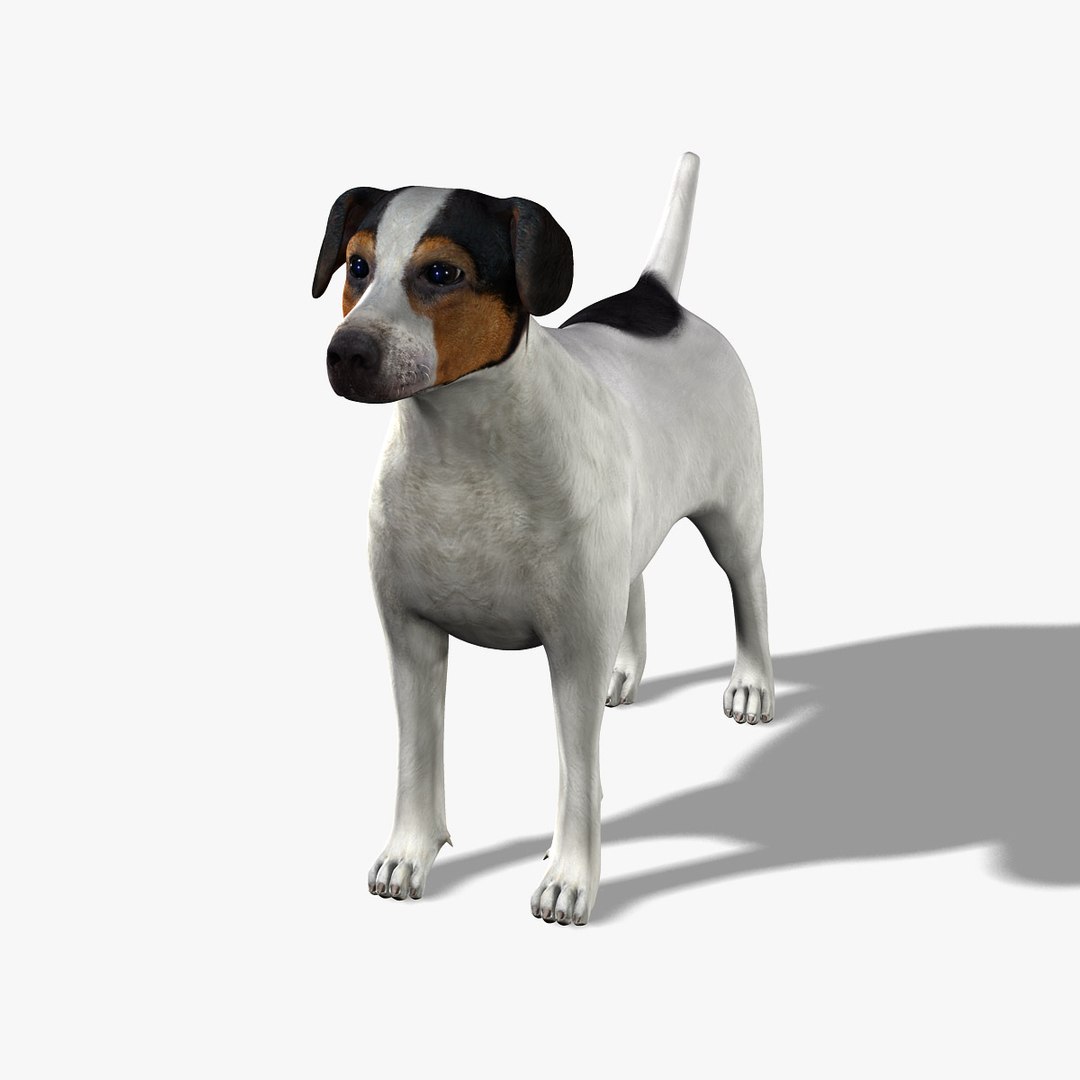 3d model jack russel terrier
