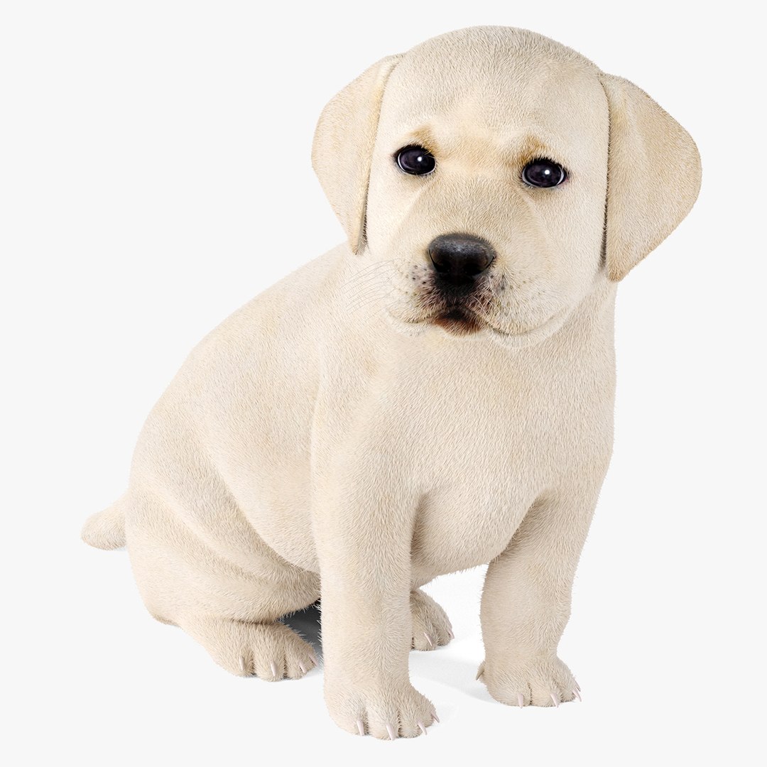 3D Labrador Puppy Model - TurboSquid 2398773