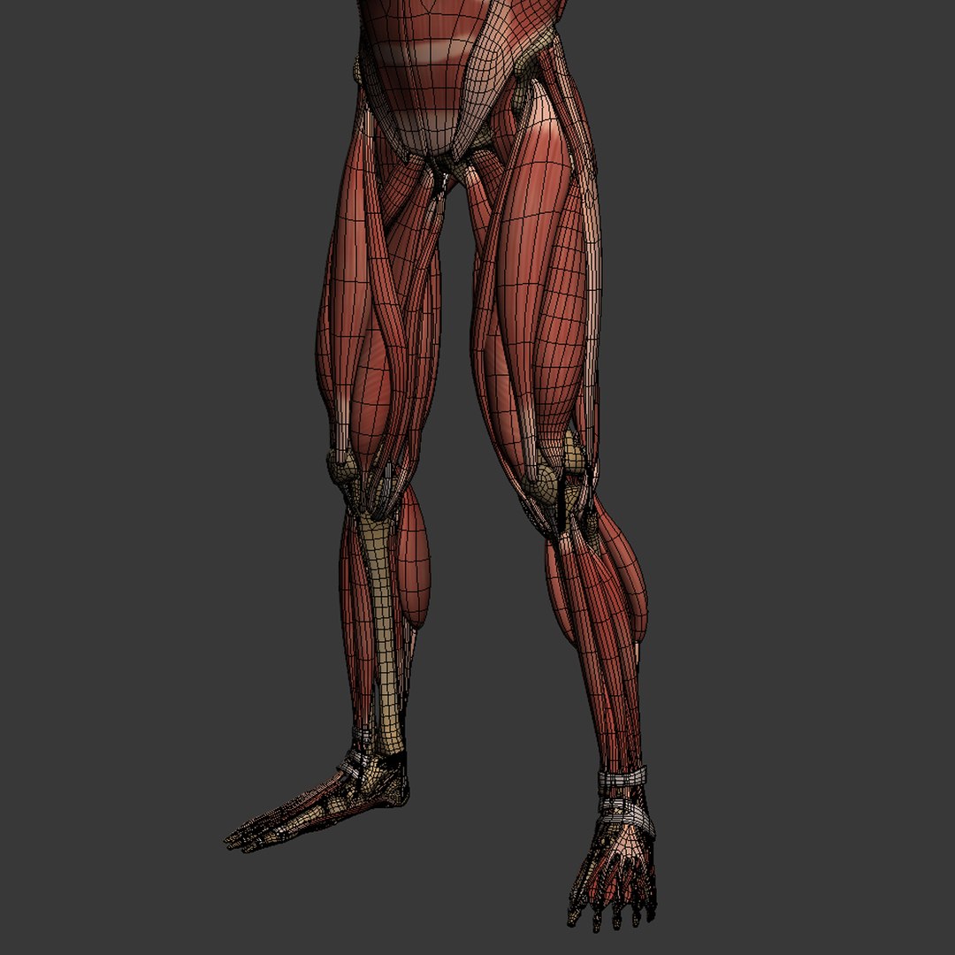dugm01 human muscular skeleton 3d model