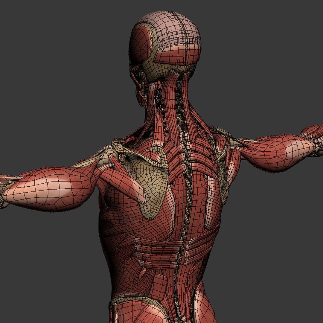 dugm01 human muscular skeleton 3d model