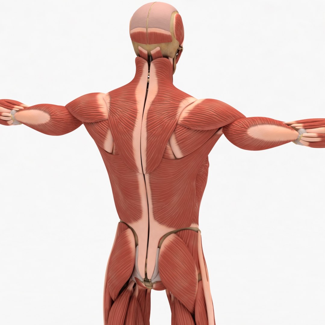dugm01 human muscular skeleton 3d model