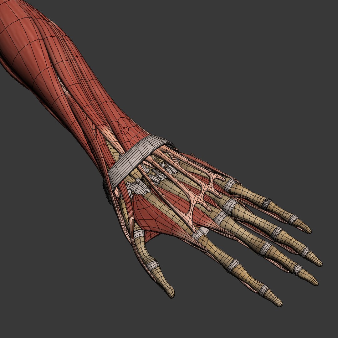 dugm01 human muscular skeleton 3d model