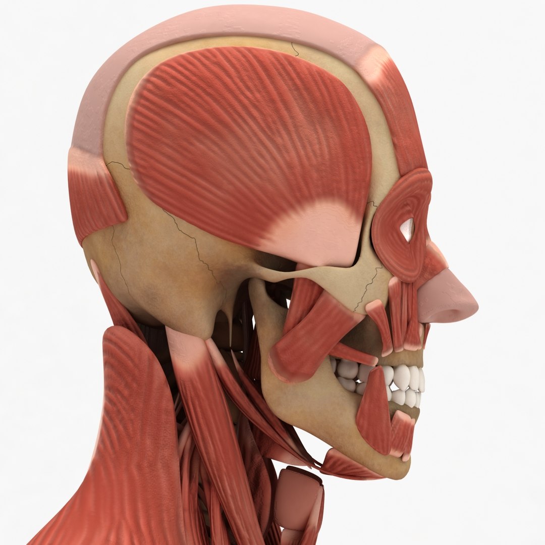 dugm01 human muscular skeleton 3d model