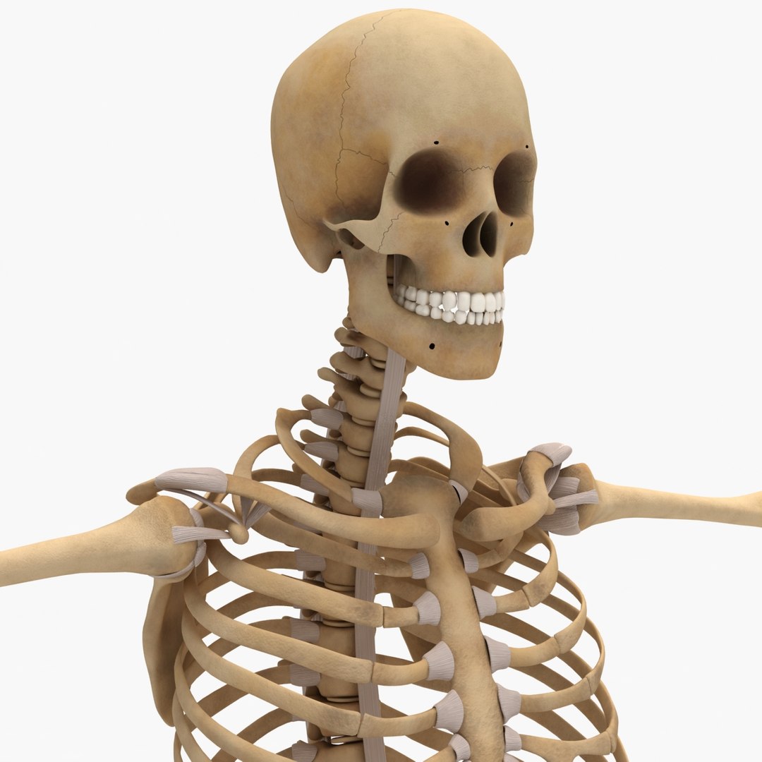 dugm01 human muscular skeleton 3d model