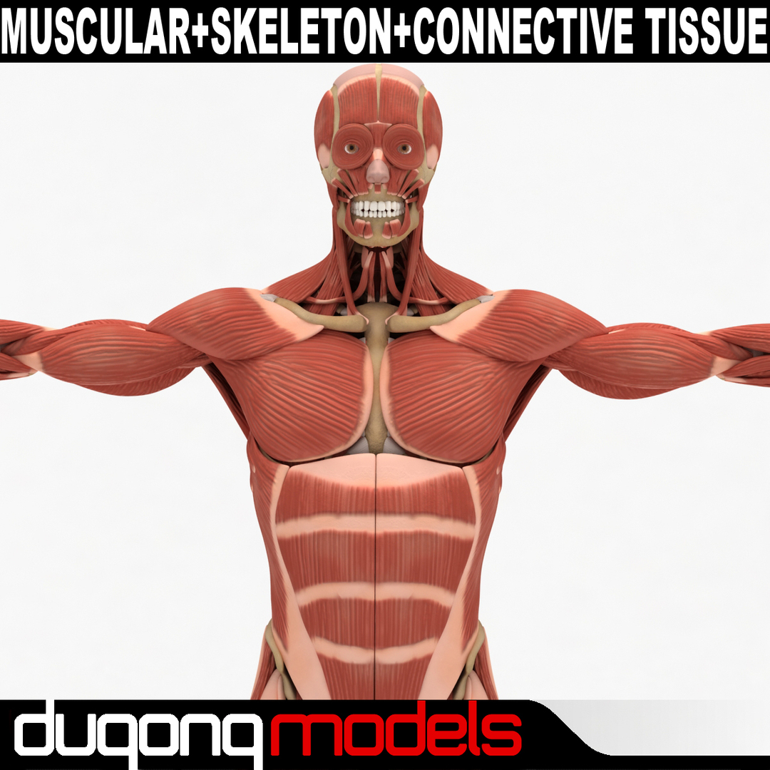 dugm01 human muscular skeleton 3d model
